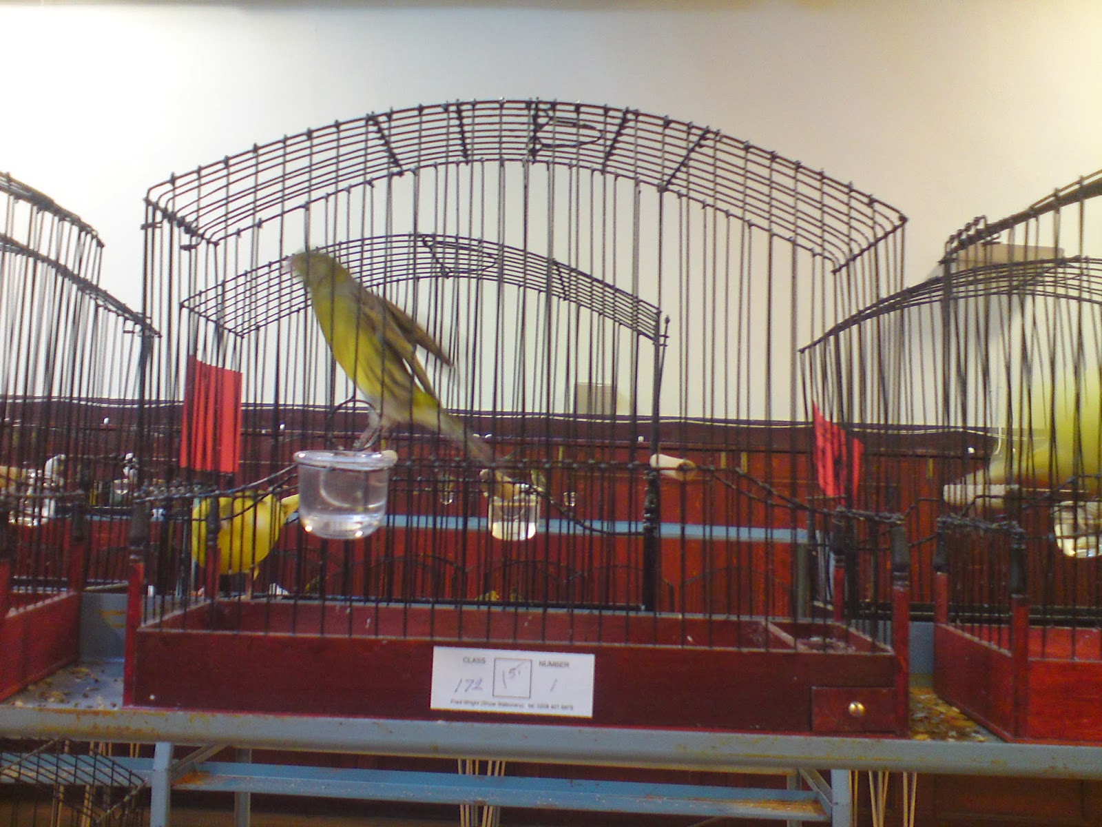 a scotch fancy canary blog