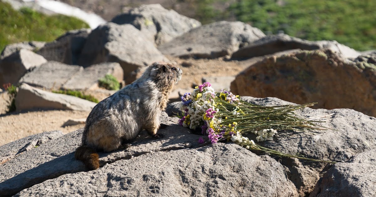 Sleepy in Seattle: Marmot and flowers