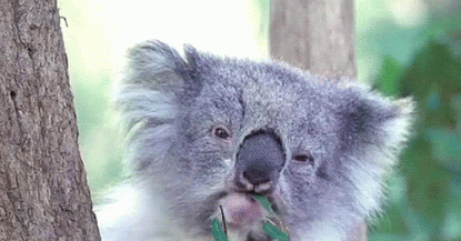 Hella Heaven: Grey rocking in animal kingdom