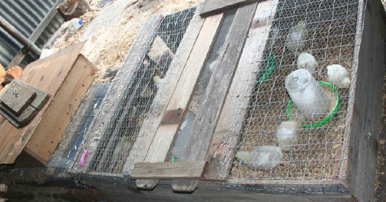 the natural chicken: cold brooding again!