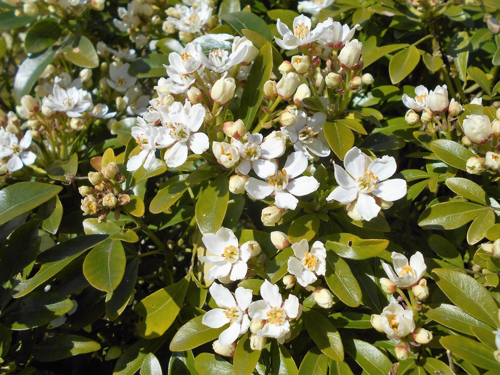 [Gratuit] 96 Choisya Ternata Fruit - Télécharger