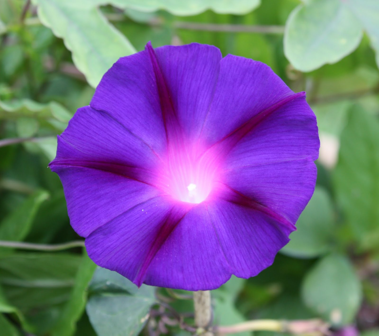 Heléns Trädgårdsplätt: Solig helg och Blomman för dagen blommar