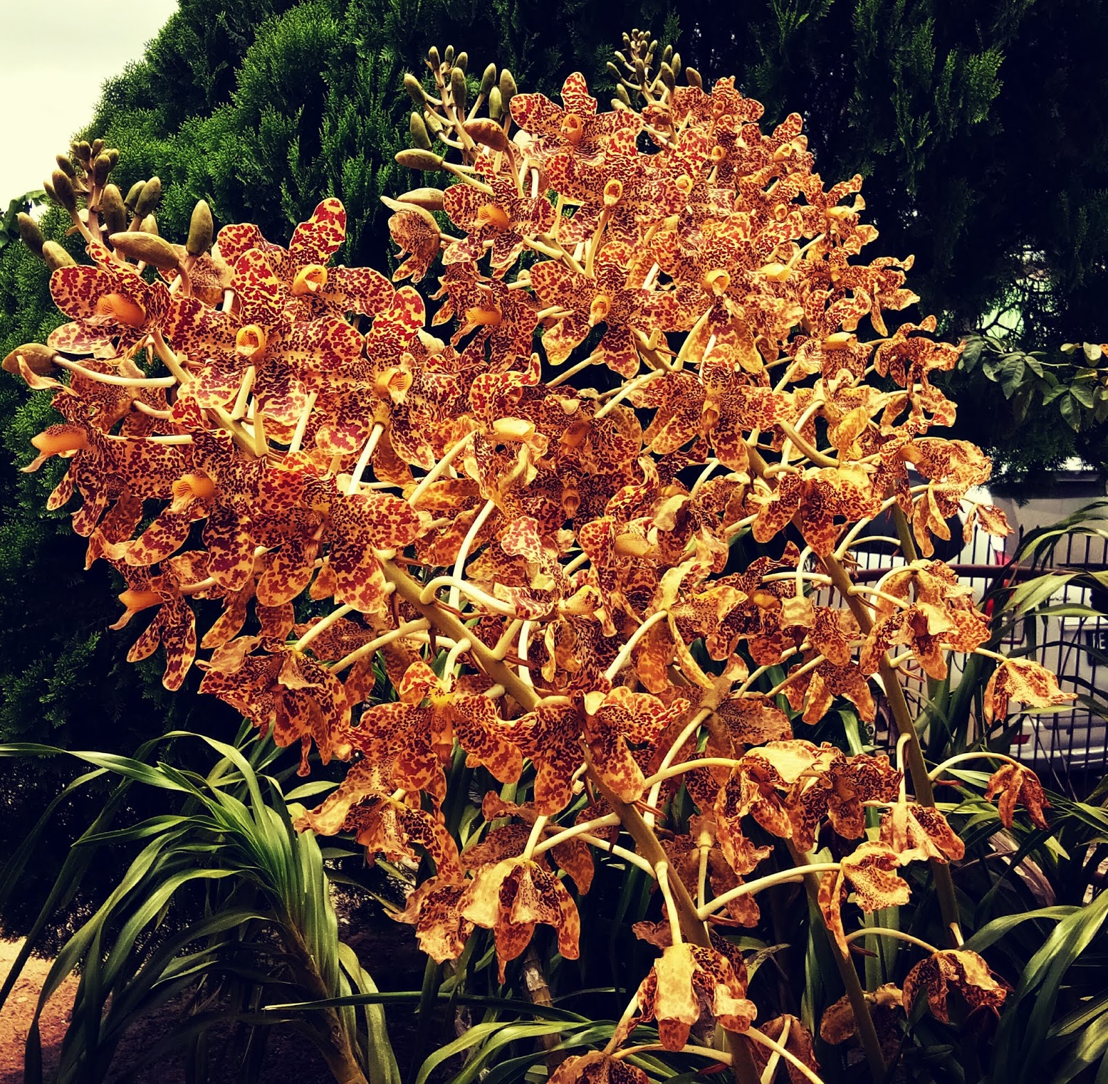 Anggrek Macan Eksotis dari Hutan Sumatera ~ Telaga Cilik