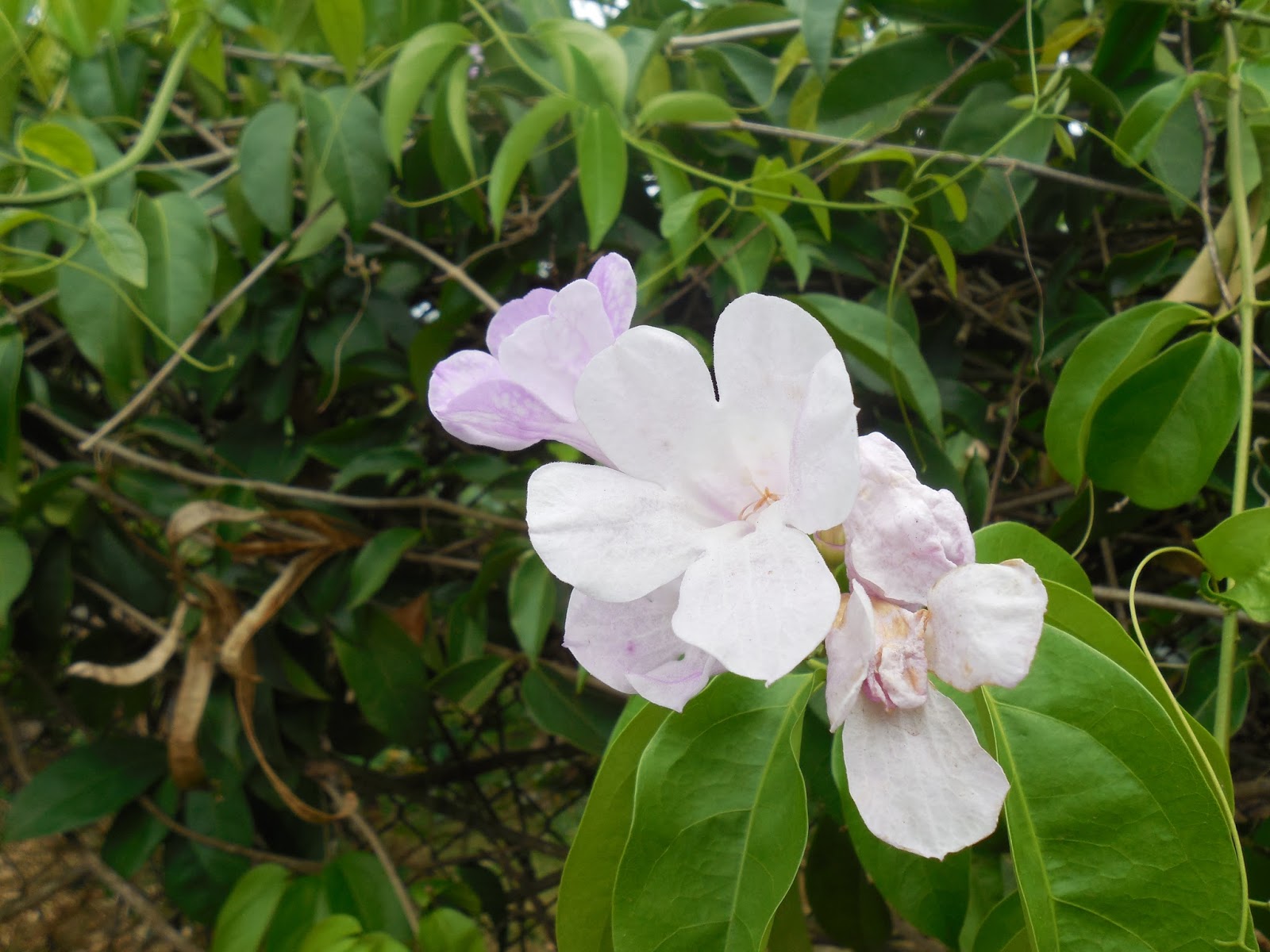 Flora de Puerto Rico Ilustrada Papo Vives: BIGNONIACEAE--MANSOA ...