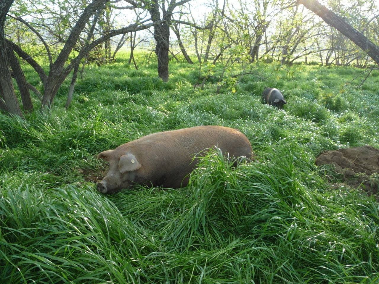 Riverdog Farm Hog Blog: Sows in Spring Pasture