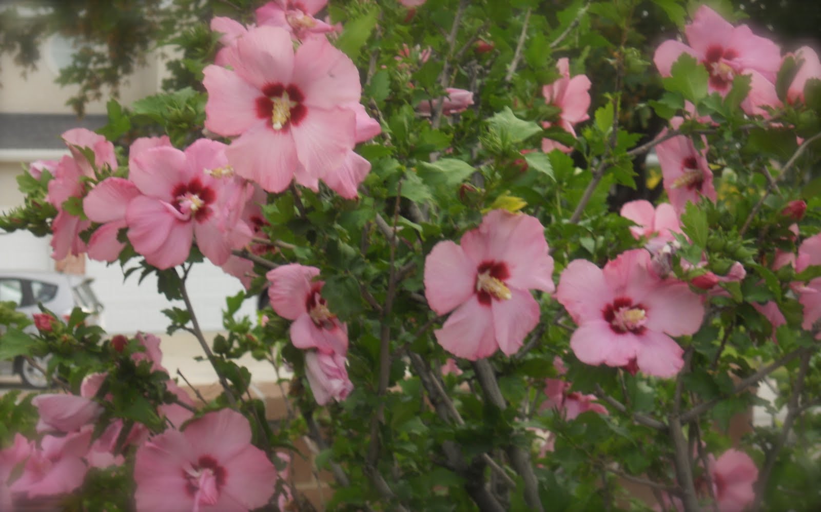 enJOY: Hibiscus Tree