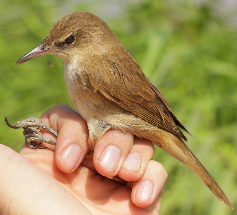 Birding Sudan: Clamorous Reed Warbler netted at Bahri