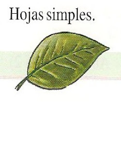 Identificación de árboles: Caducas