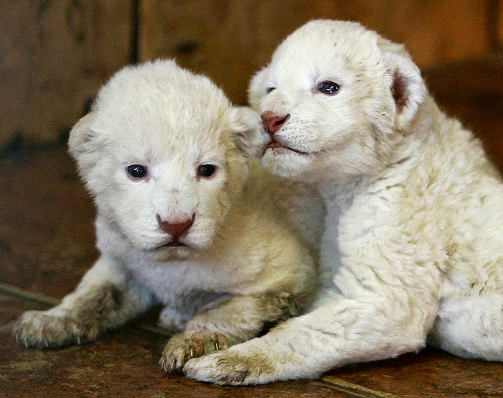Vahşi Beyaz Aslan HD Resimleri | Rooteto