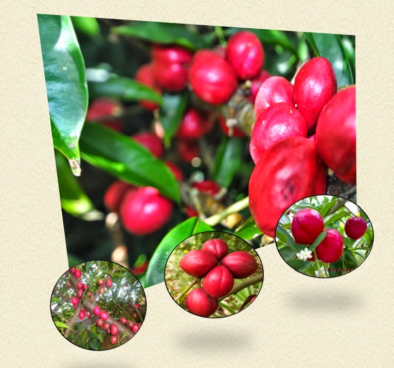 Al-Jannah Mahkota Dewa: Sejarah Mahkota Dewa