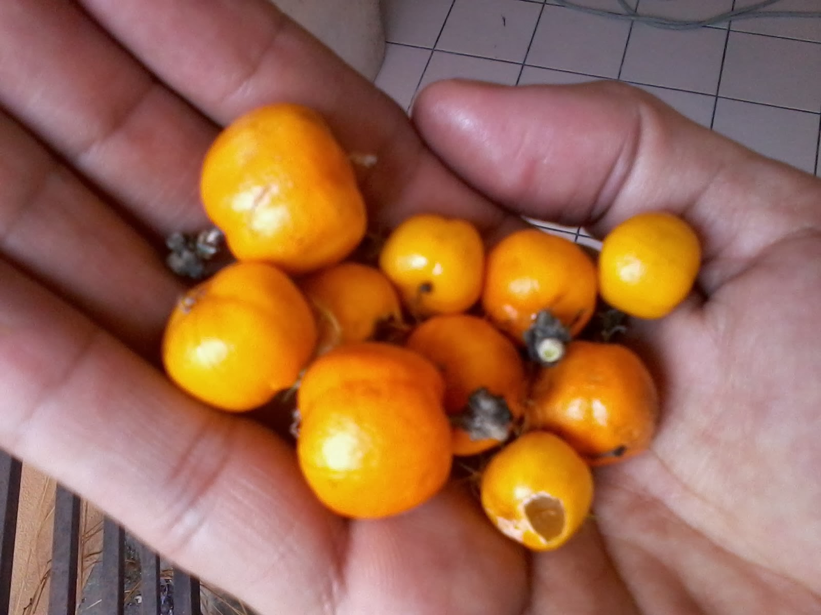 Diari Anak Timur: Buah Ulat Bulu