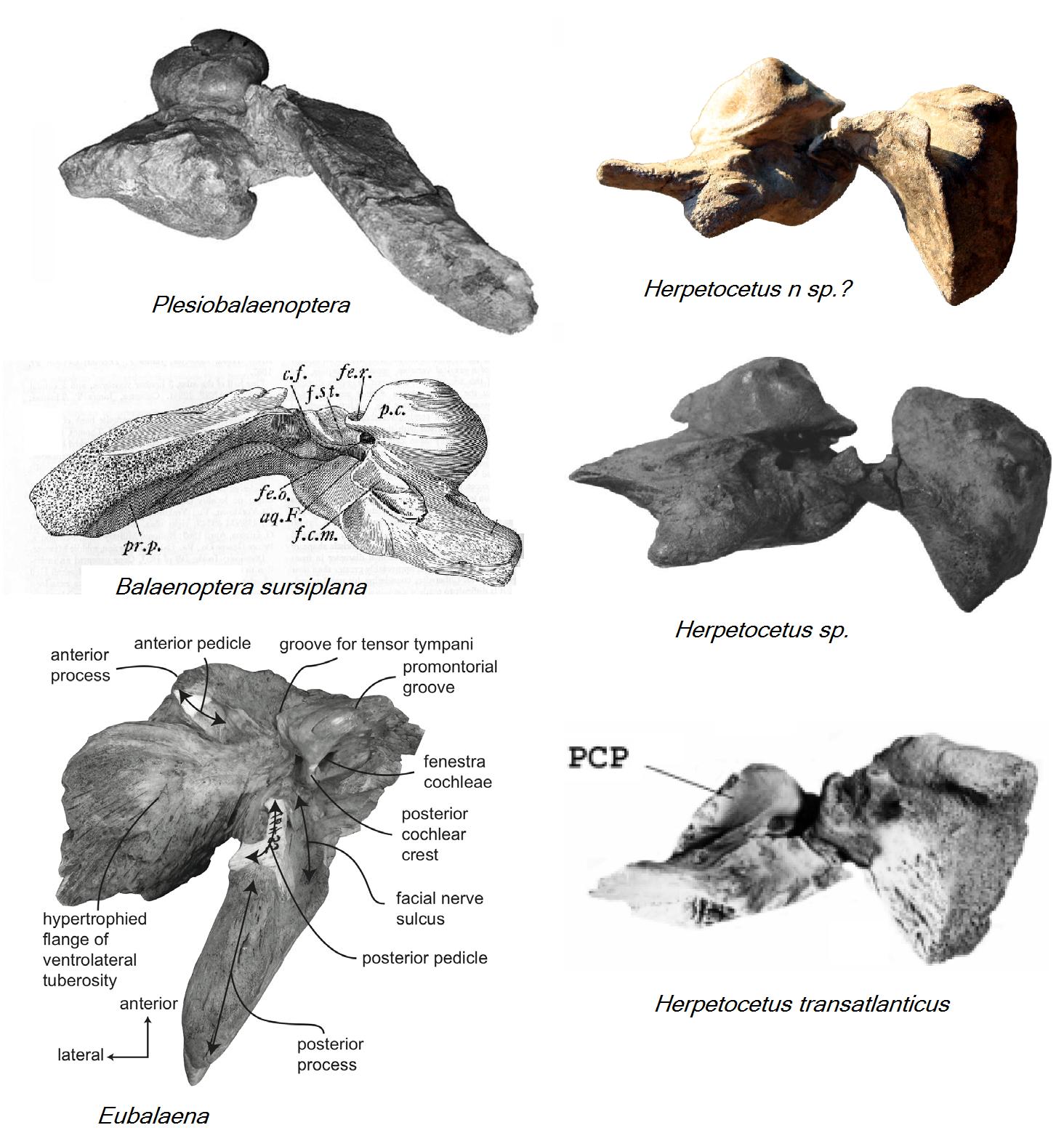 The Coastal Paleontologist: Recent fieldwork in the Purisima Formation ...