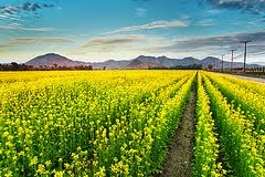 Village Life - Mustard, Sarson field, Crop, Punjab, Pakistan - Karamat ...