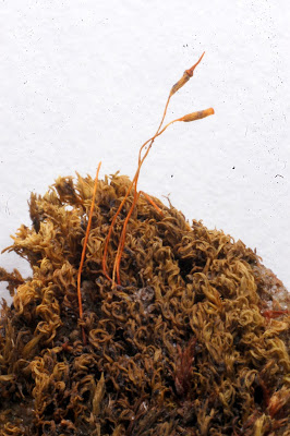 Barbula: A Comprehensive Guide to the Moss of the Pottiaceae Family ...