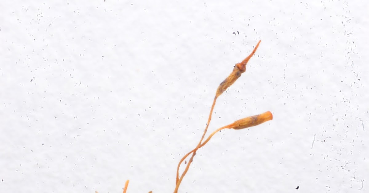 Botany Professor: Mosses of Central Florida 39. Barbula indica