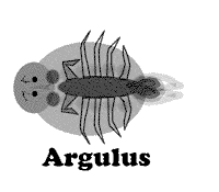 Argulus Koi Parasite | Koi Fish Care Info