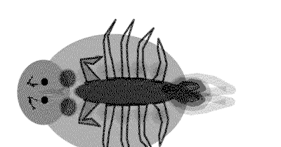 Argulus Koi Parasite | Koi Fish Care Info