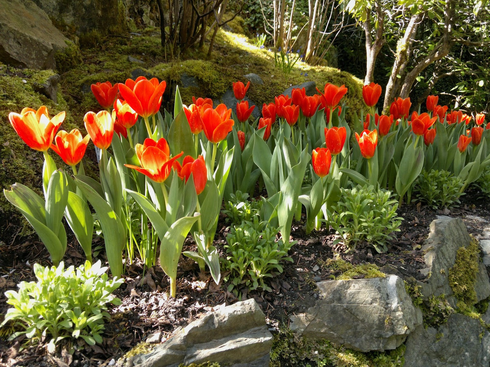 Gardens - Heaven on Earth: Spring in Butchart Gardens