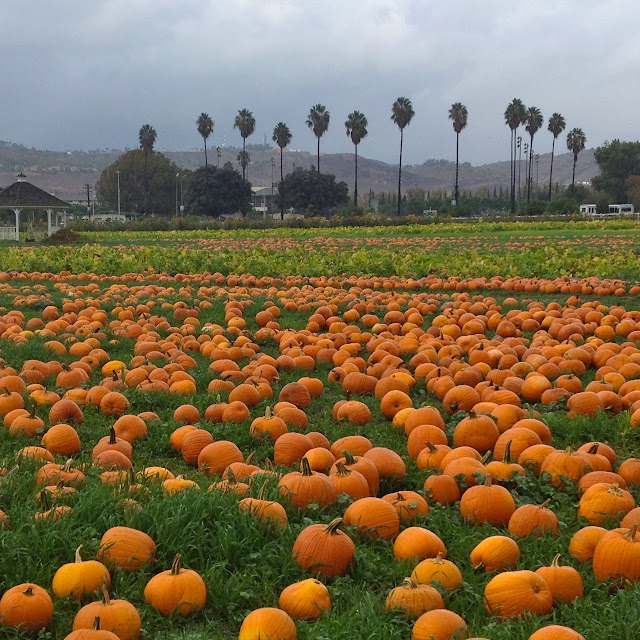 Experiencing Los Angeles: On Campus and on the Farm at Cal Poly Pomona