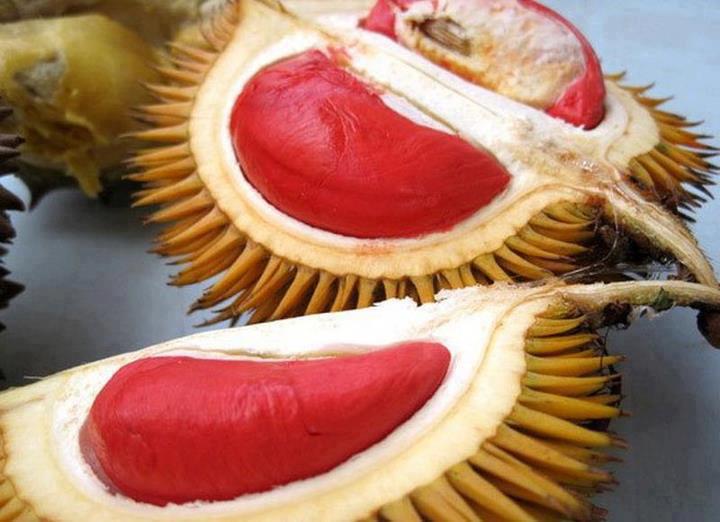Red Durian | Exotic Fruit Seeds
