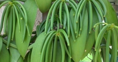 Ilmu Teknologi Pertanian: PANILI / Vanilla ( Vanilla planifolia Andrew )
