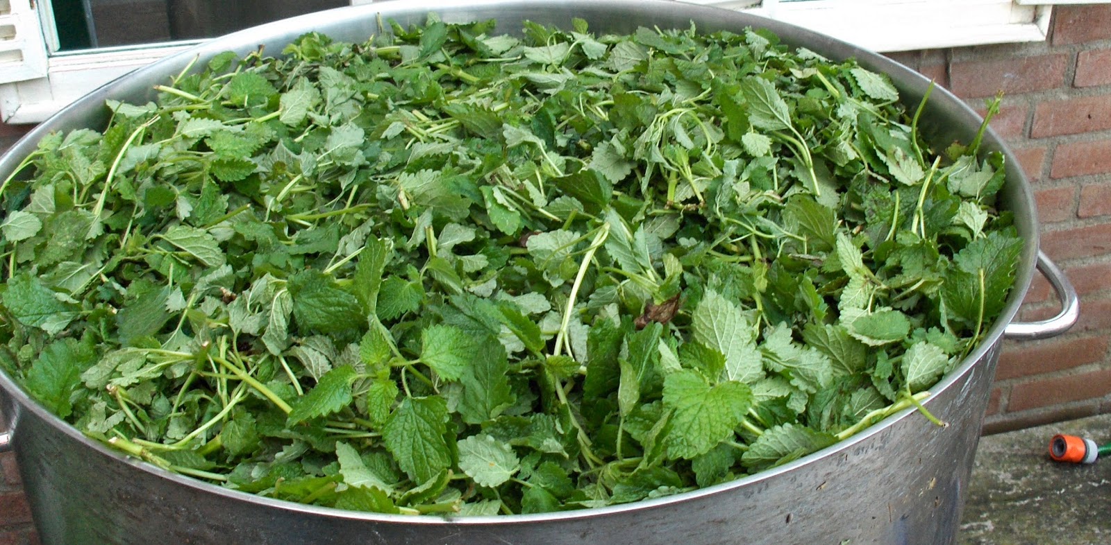 distillingherbs: Distilling lemon balm