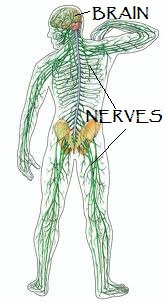 CIUDAD DE CÓRDOBA 3º SCIENCE BLOG: SENSITIVITY IN ANIMALS