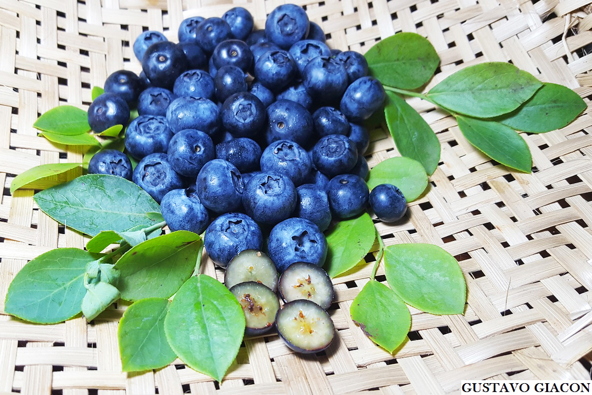 Viveiro Ciprest - Plantas Nativas e Exóticas: Mirtilo ou Blueberry ...