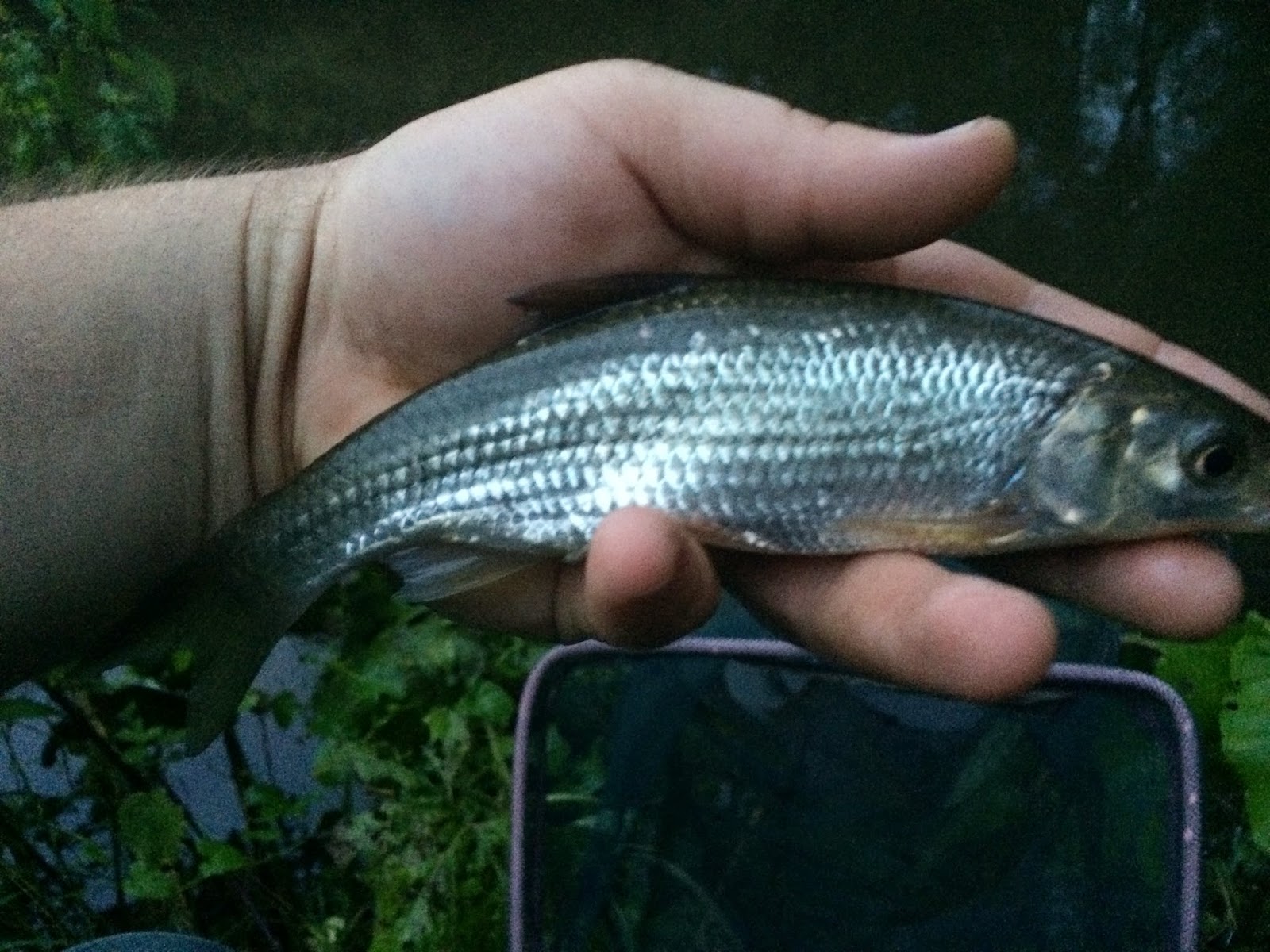 Danny's Angling Blog: Pondip Review and River Bollin On the Stick Float