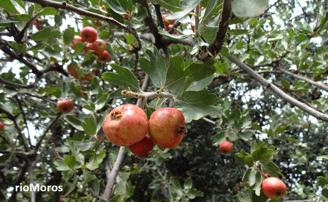 ACEROLO: Crataegus azarolus | Plantas rioMoros