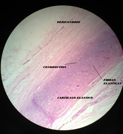 atlas de histología: TEJIDO CARTILAGINOSO