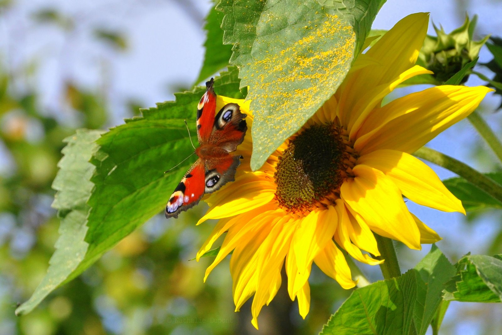 Au Fil De La Photo Quand Les Beautés De La Nature Se Rencontrent