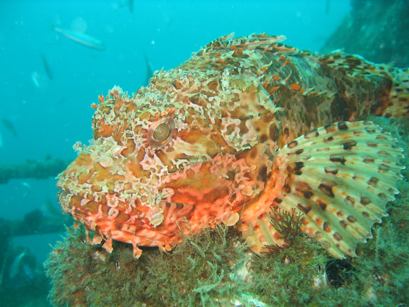Scorpion Fish | The Life of Animals