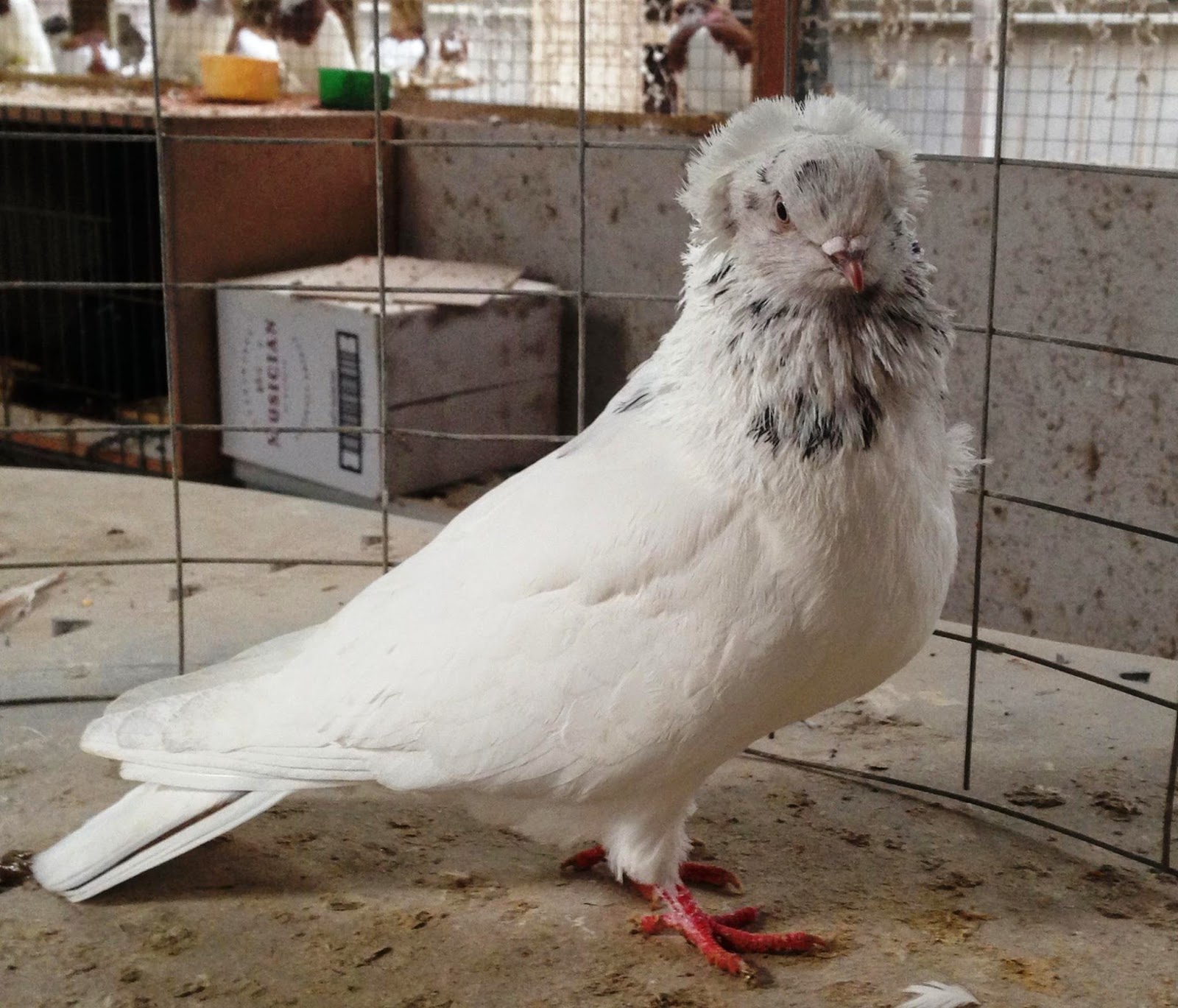 World of Pigeons and Doves: Nun Pigeon ( Englische Nonne )