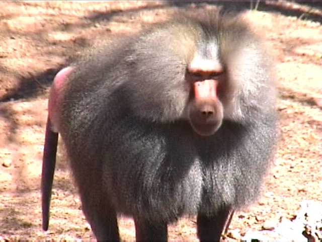 Baboon | Animal Wildlife