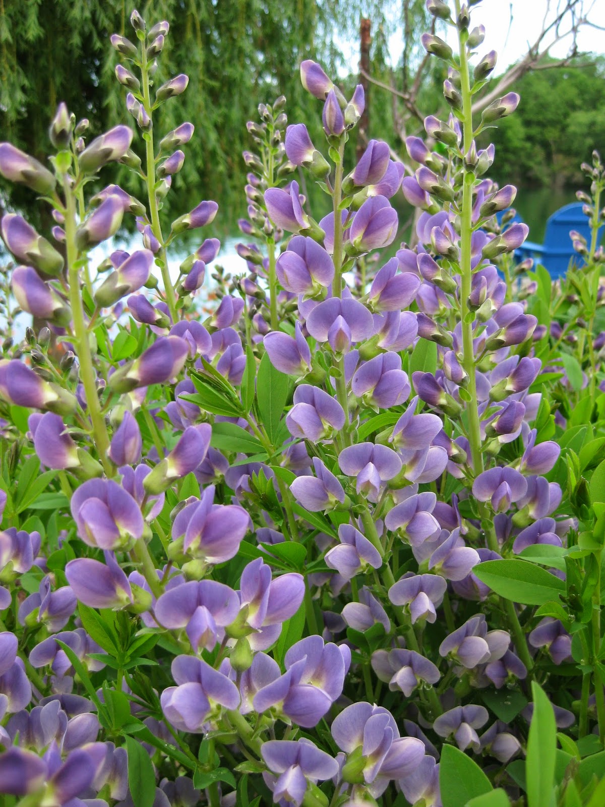 Rotary Botanical Gardens - Hort Blog: Baptisias For Beauty