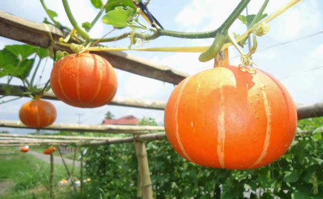 15 Manfaat dan Khasiat Labu Kuning untuk Kesehatan | Islam Itu Indah