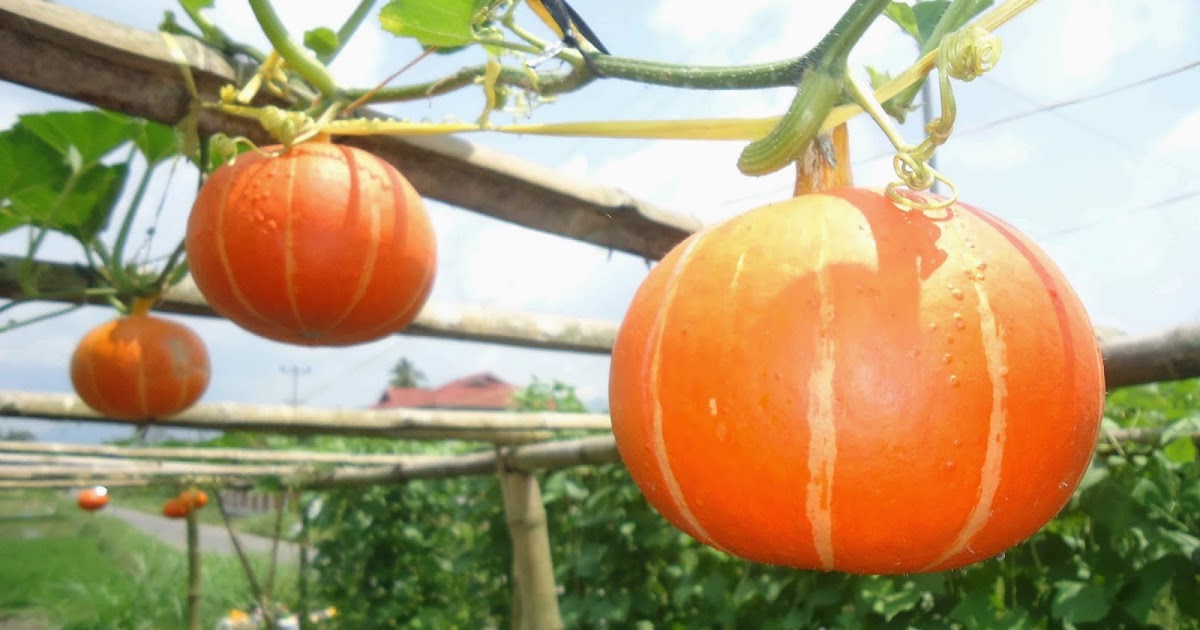 15 Manfaat dan Khasiat Labu Kuning untuk Kesehatan | Islam Itu Indah