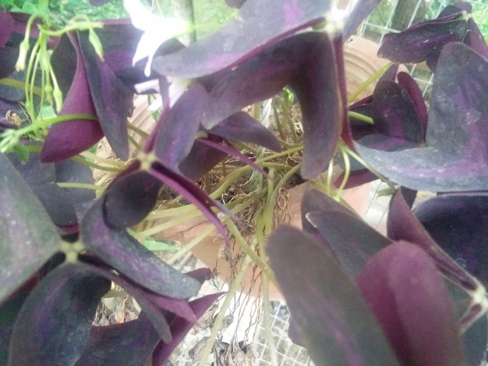 D' Qasih: unique leaf pattern ....... like a natural art ...