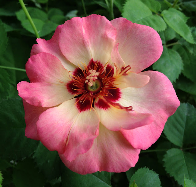 Rose Hybridizing: Hulthemia Extremes