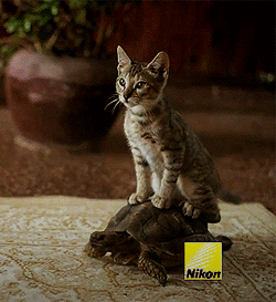 Animated Meme: Slow Rider