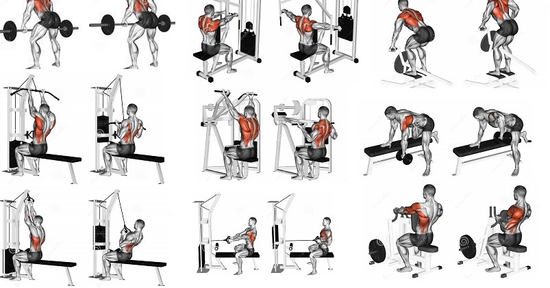 Workout Back Muscles Chart : EXCLUSIVE PHYSIOTHERAPY GUIDE FOR ...