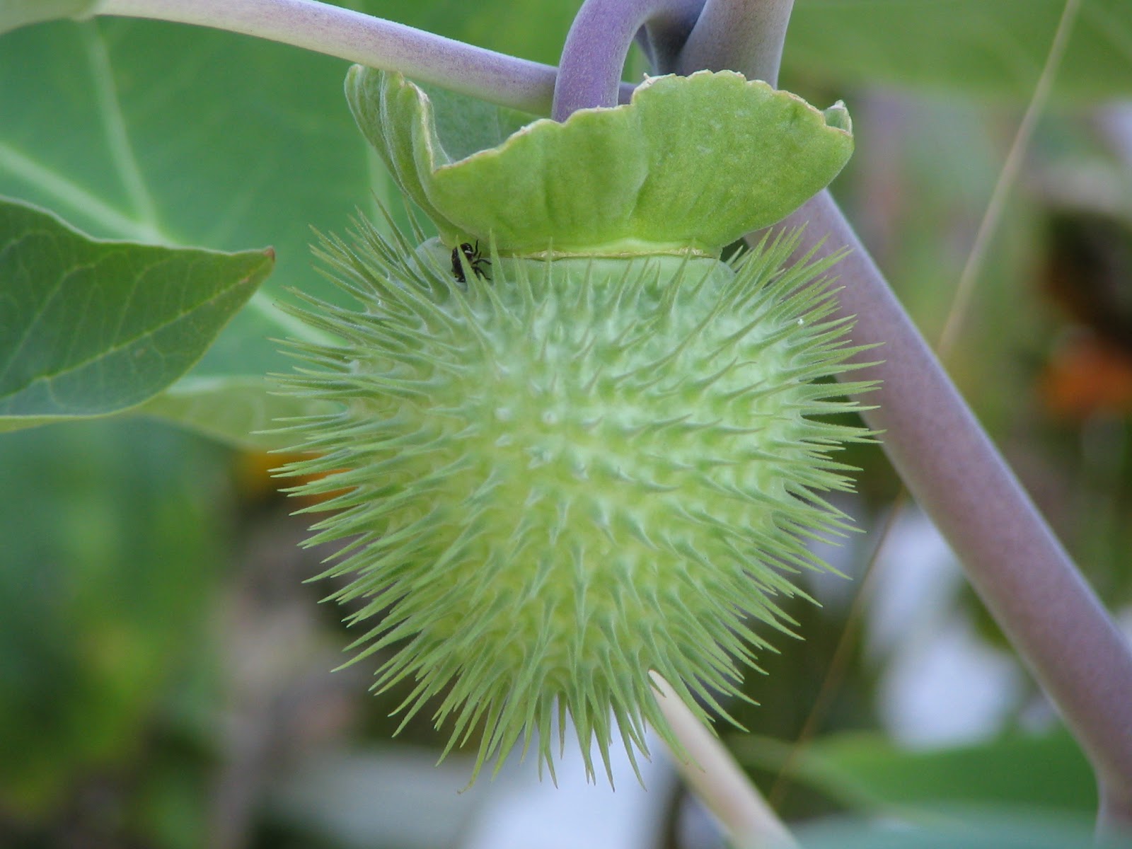 LA MULTI ANI, ROMANIA!: Floare alba
