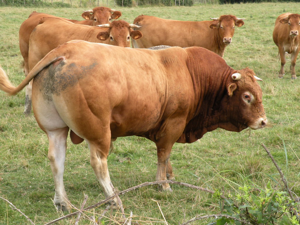 Vachement belles: Taureau et vaches limousines en Charente près de Vouthon