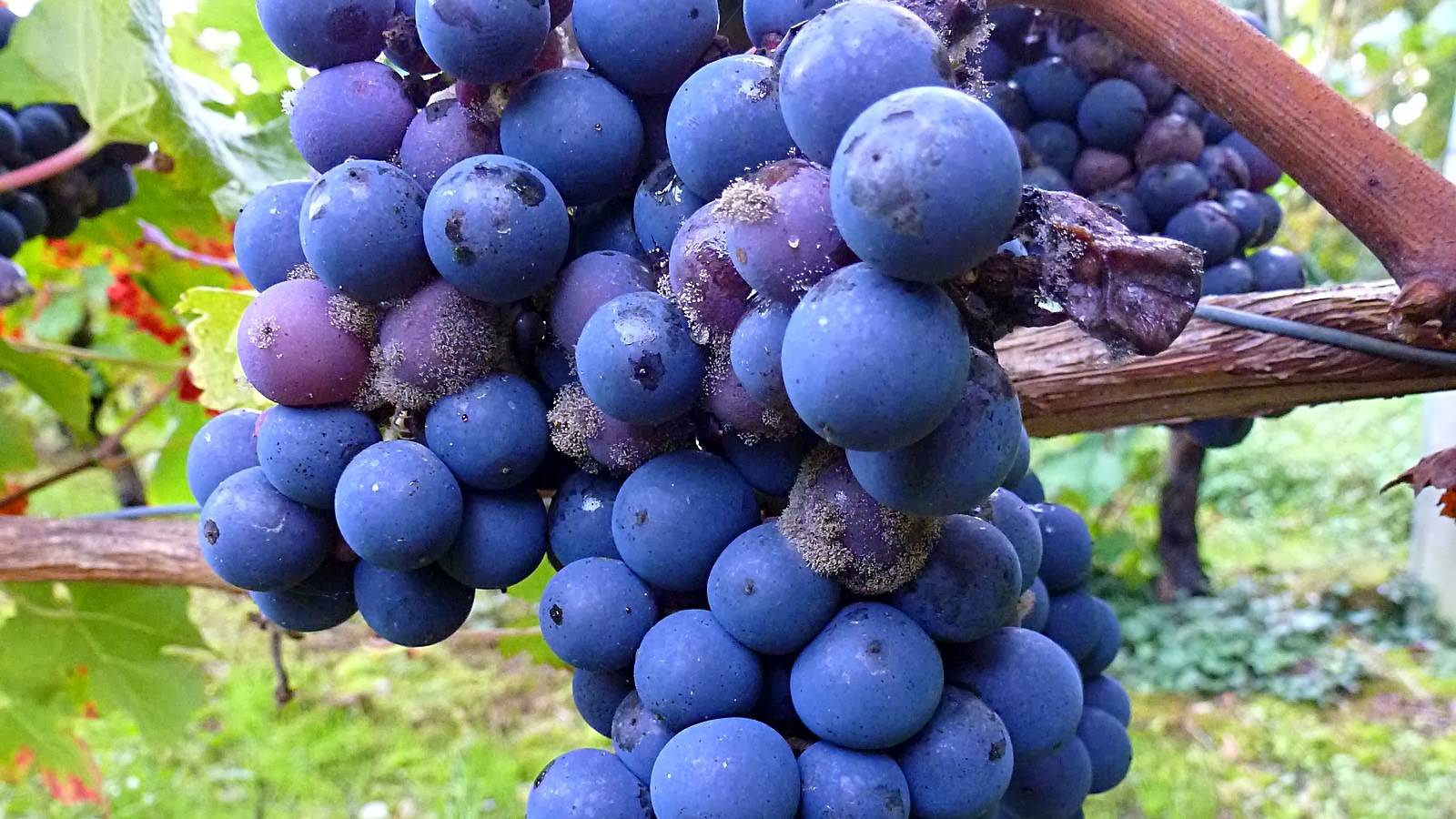 Living the life in Saint-Aignan: Raisin bleu