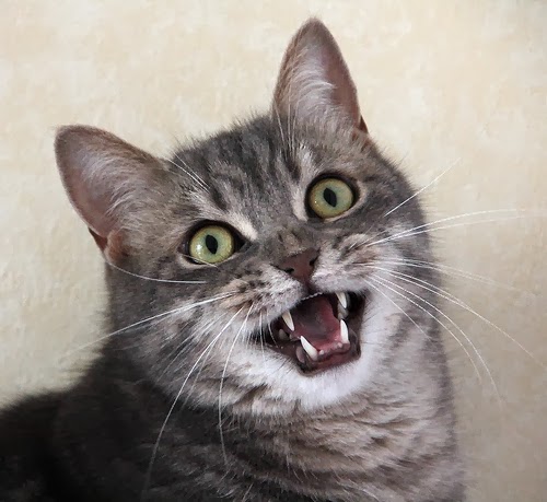 Kissekatt Kattblogg: Lite rolig kattfakta