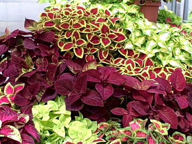 HOW TO GROW COLEUS FROM SEED |The Garden of Eaden