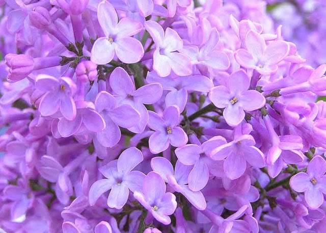 Cia das Cores: COR LILAS