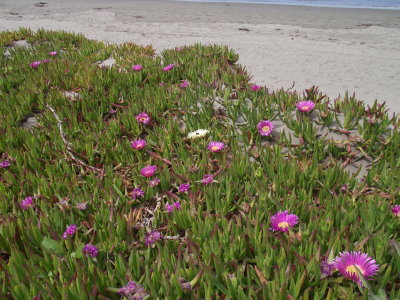 Treading Soft Earth: Ice at the Beach
