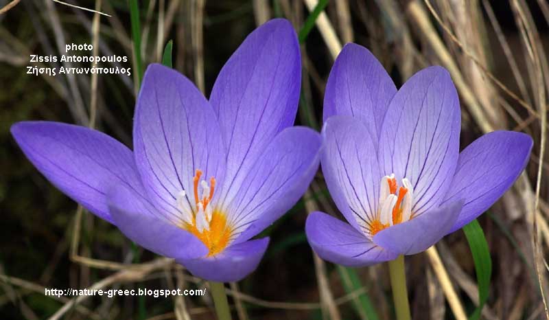 Ελληνικη φυση: Οι άγριοι κρόκοι του φθινόπωρου